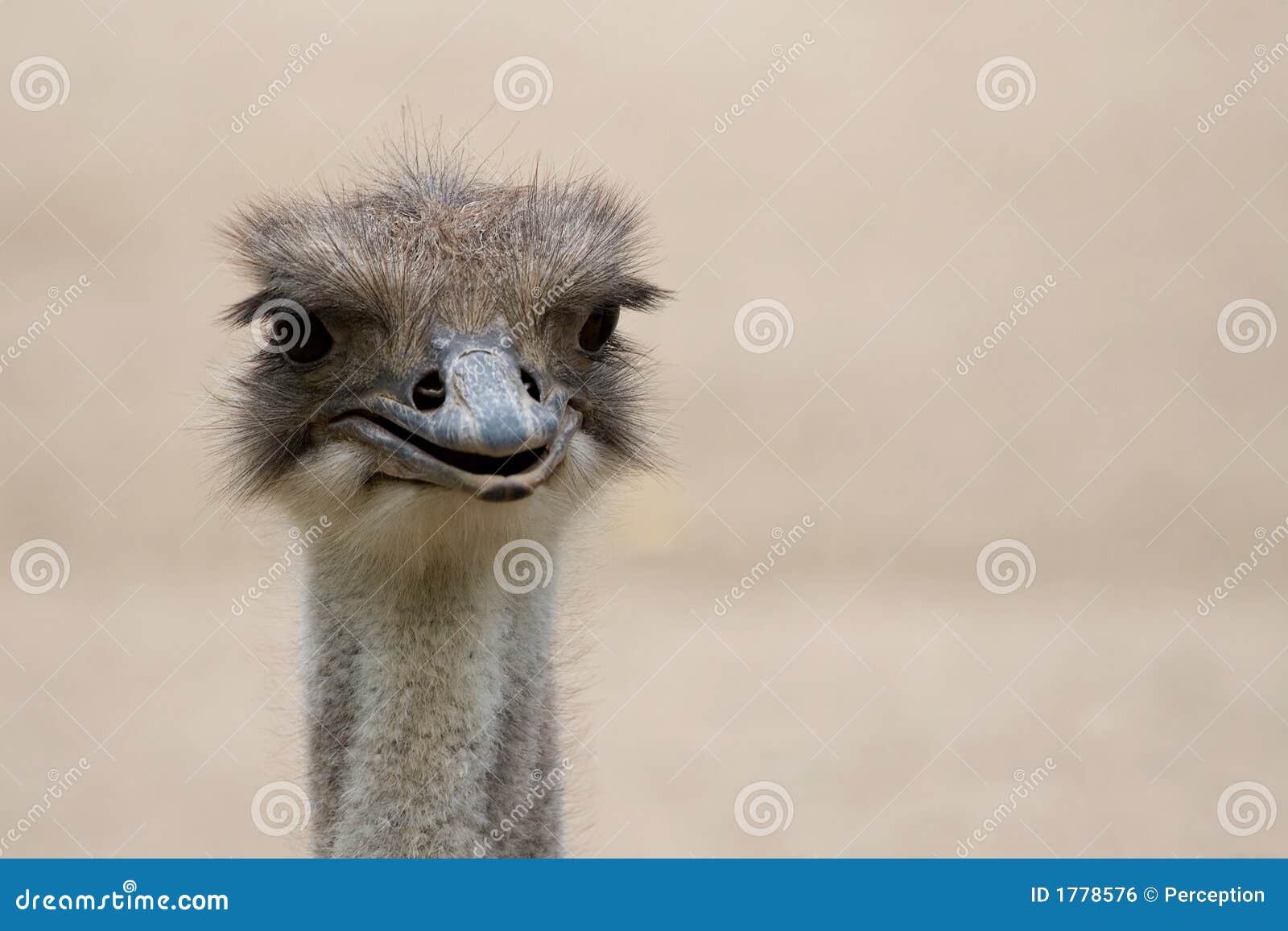 Surprised Emu stock photo. Image of inquisitive, ornithology - 1778576