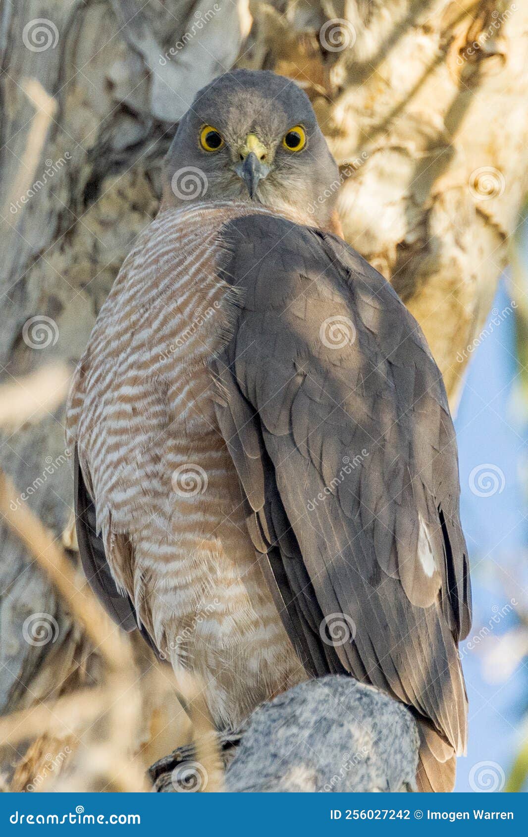 Collared Sparrowhawk in Queensland Australia Stock Photo - Image of ...