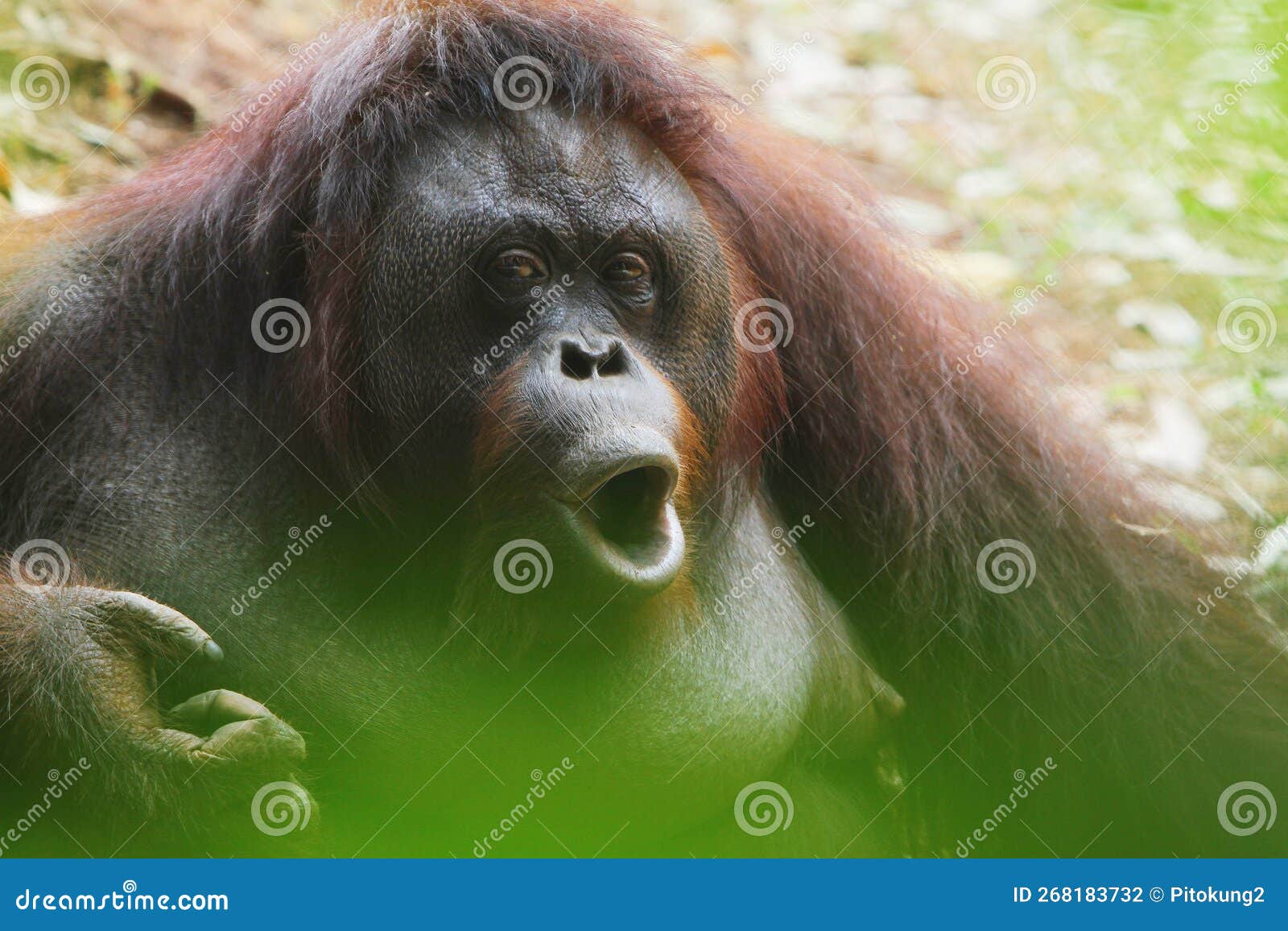 Surprised face stock photo. Image of mammal, orangutan - 268183732