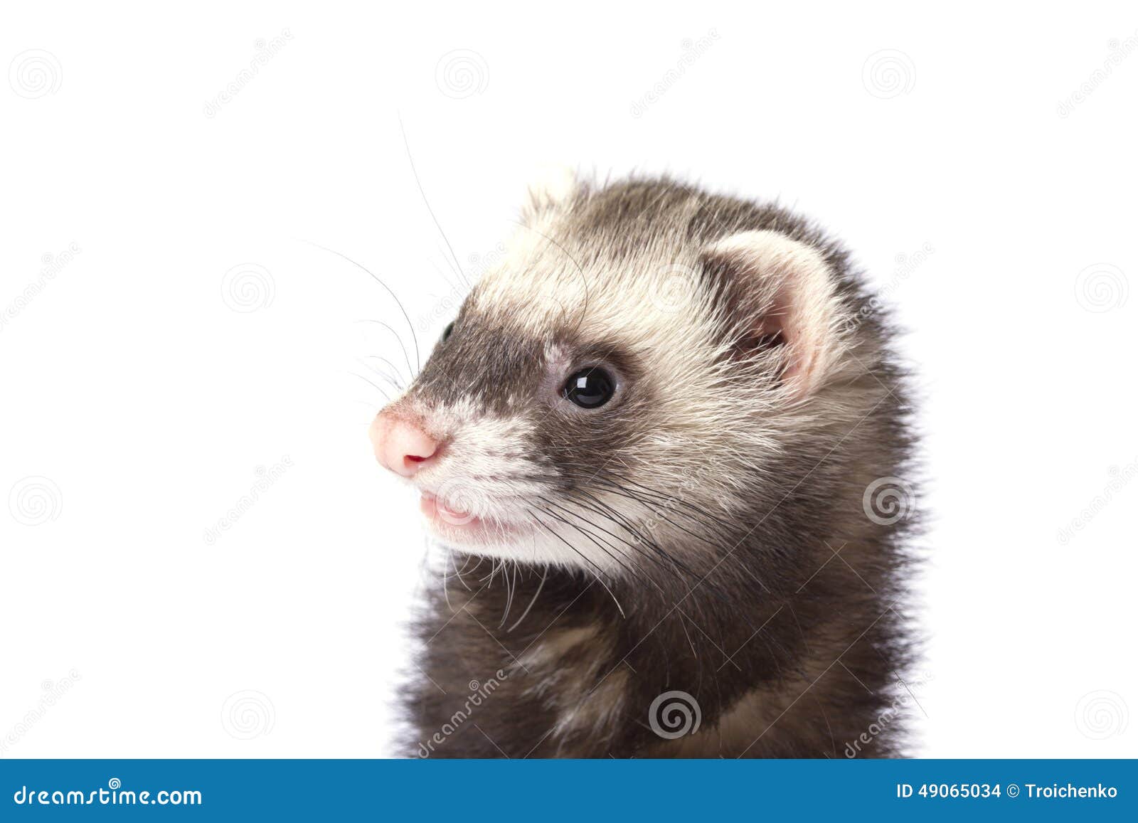 The surprised face ferret stock photo. Image of beautiful - 49065034