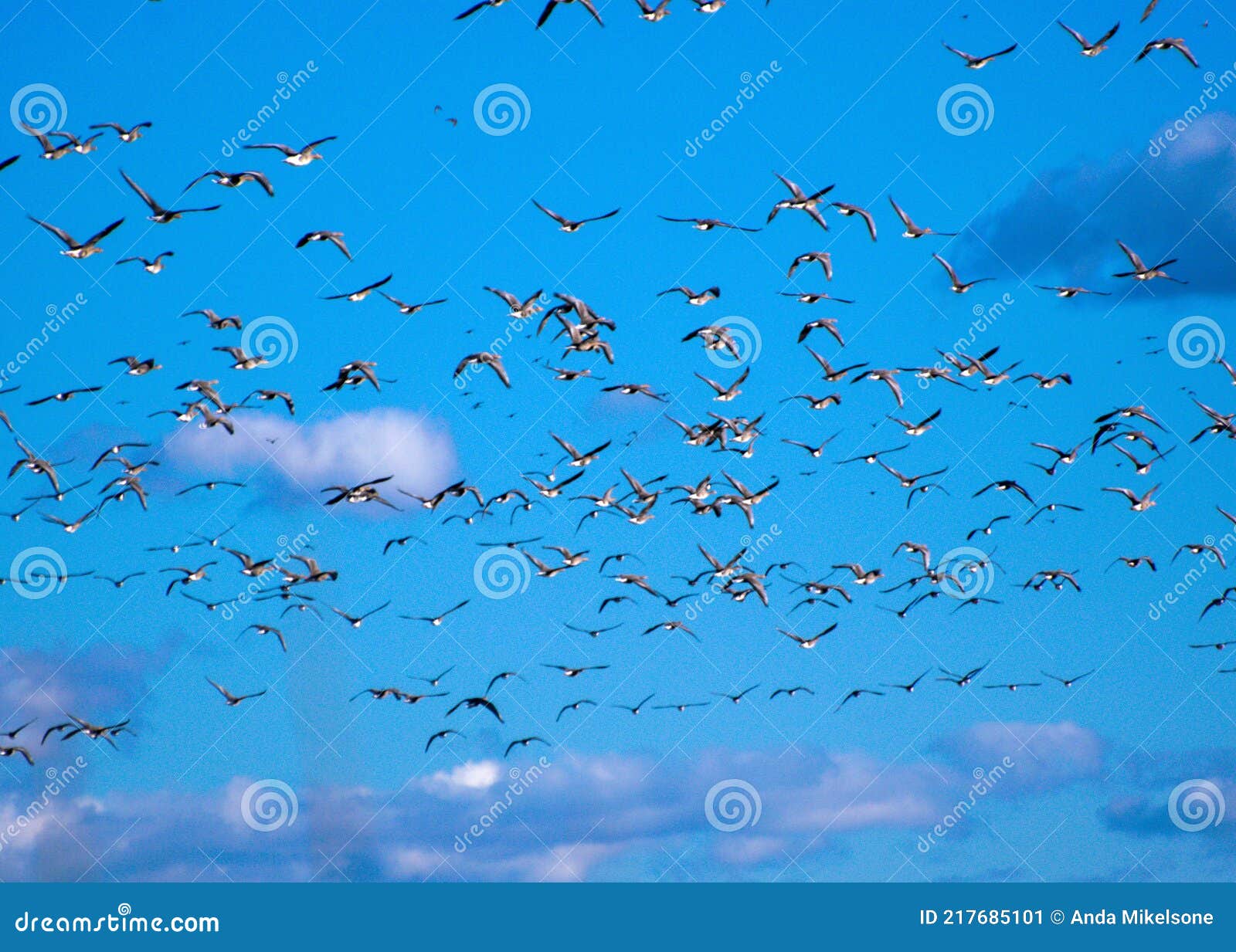 Surprised Flock of Geese Leaving the Field during Spring / Autumn ...