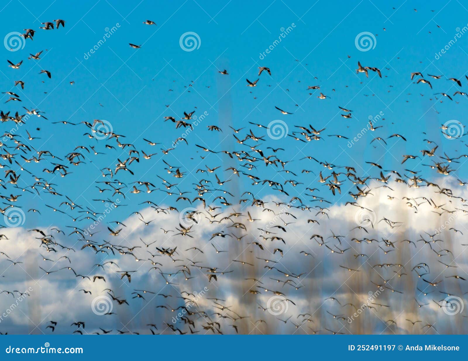 Surprised Flock of Geese Leaving the Field during Spring / Autumn ...