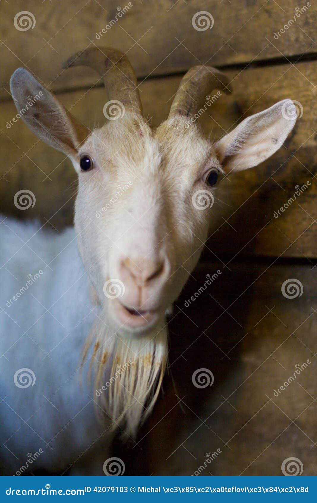 Surprised Goat stock image. Image of lovely, farm, awesome - 42079103