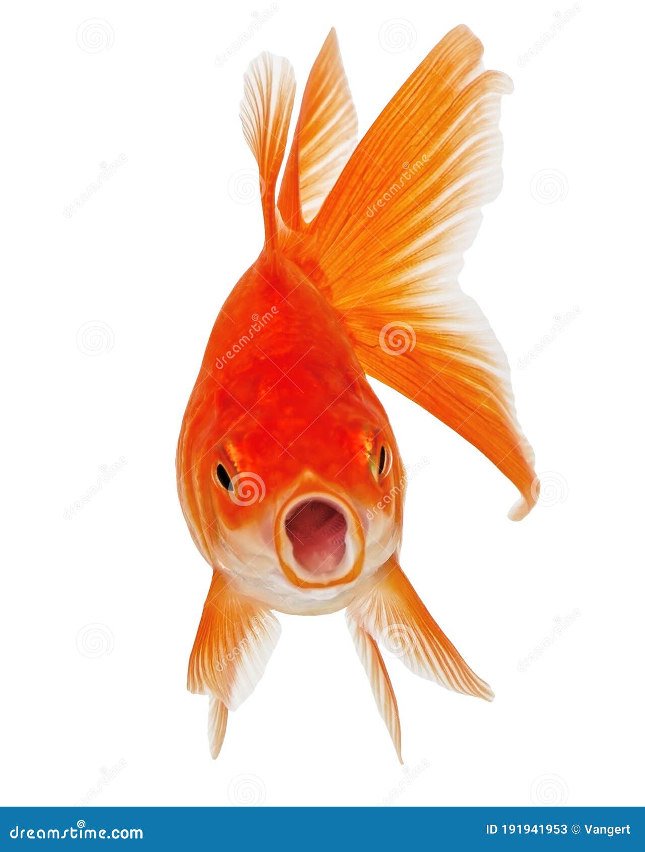 Surprised Gold fish stock image. Image of crucian, habitat - 191941953