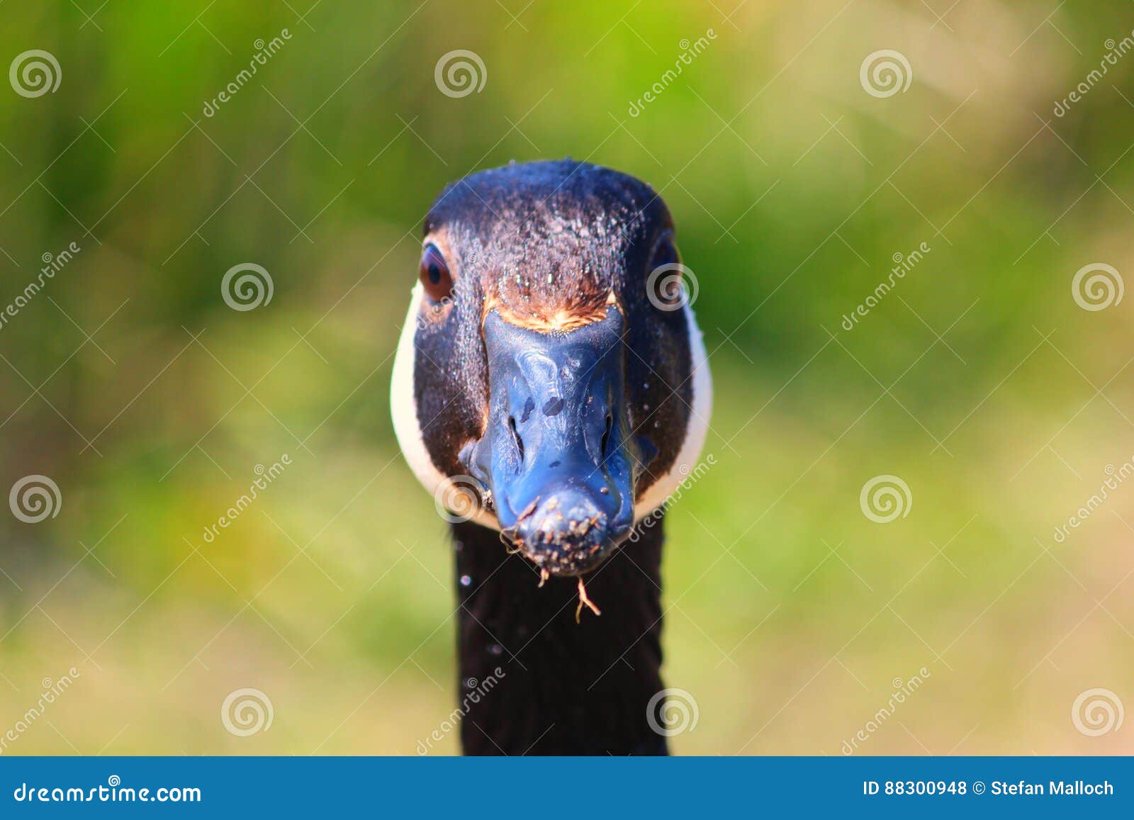 Surprised Goose stock photo. Image of curious, scenic - 88300948