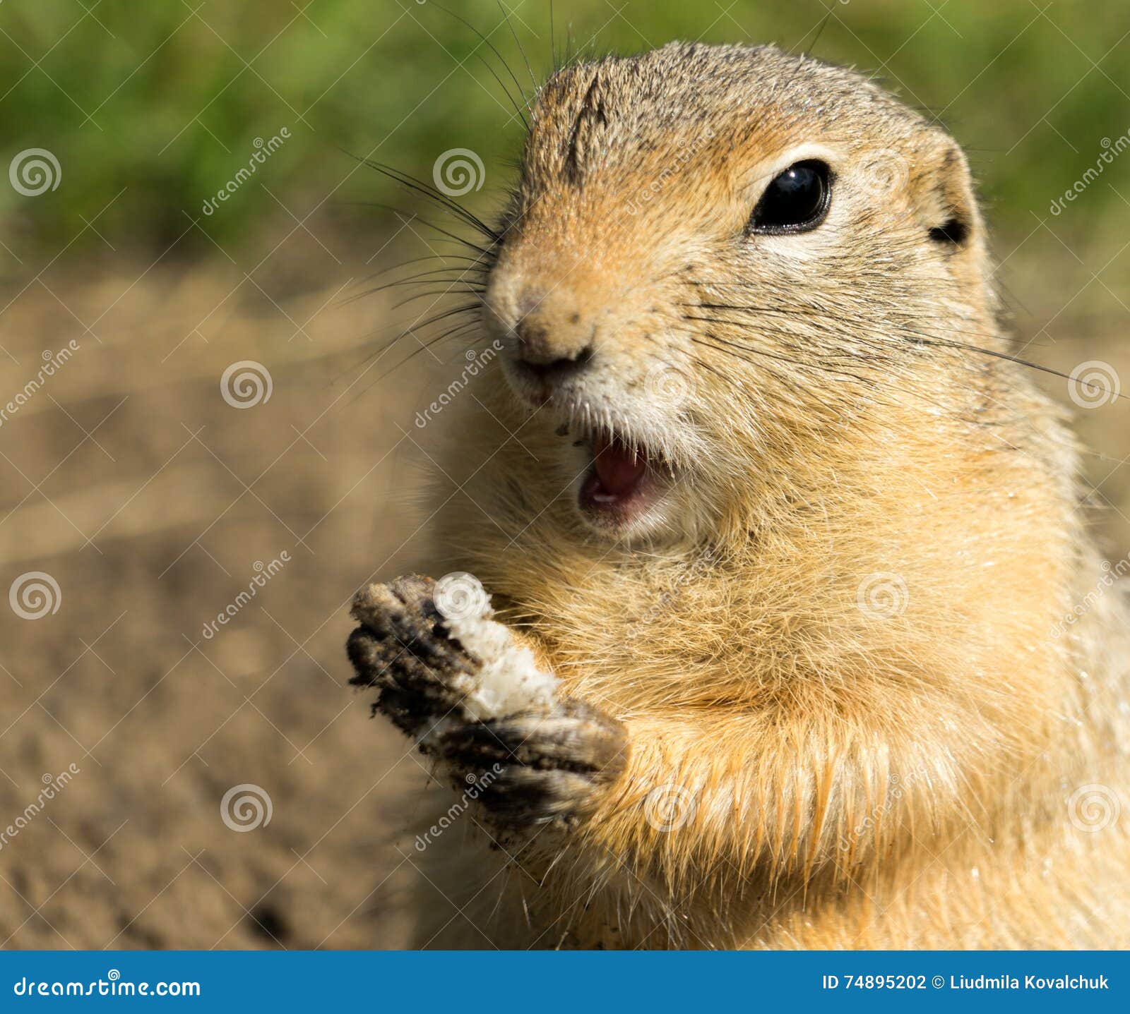 Surprised Ground-squirrel Eating Stock Photo - Image of wildlife ...