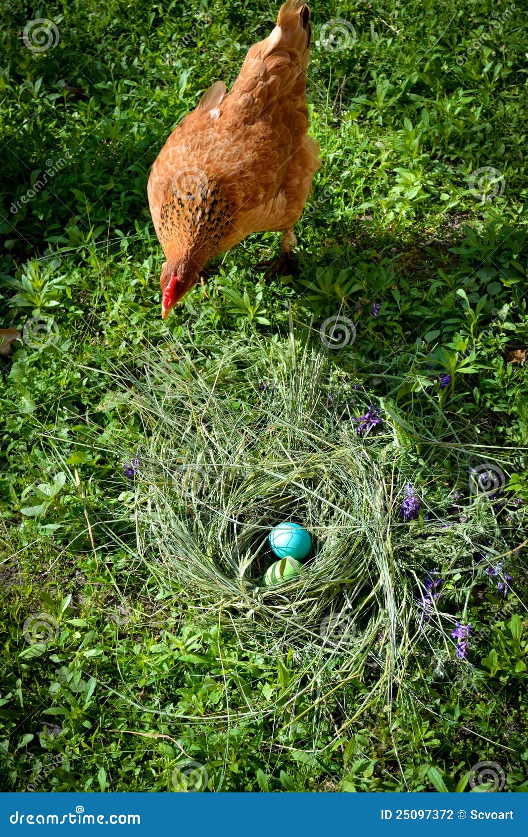 Surprised Hen with the Easter Eggs Stock Photo - Image of abstract ...