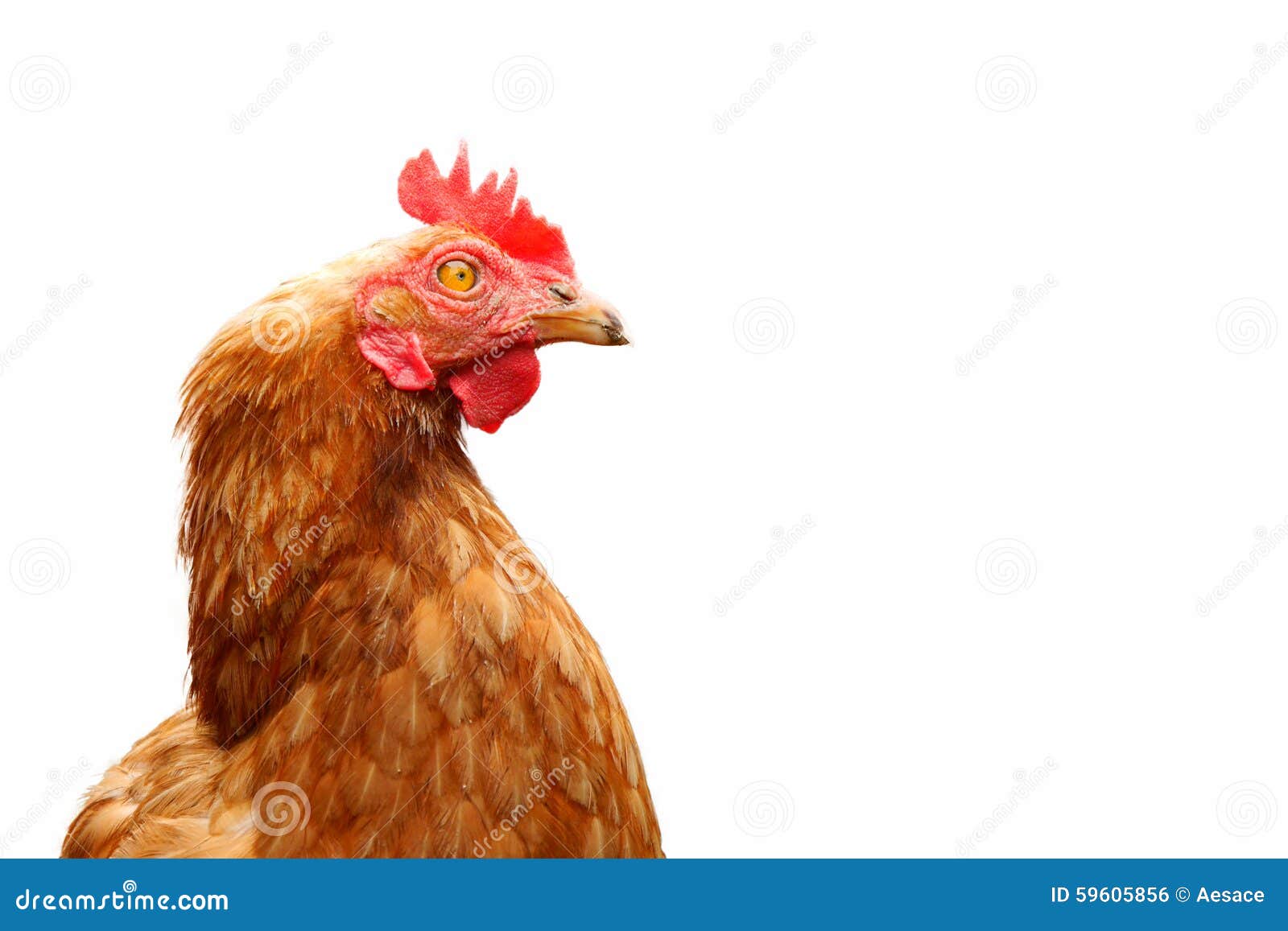 Surprised hen look stock photo. Image of surprising, life - 59605856