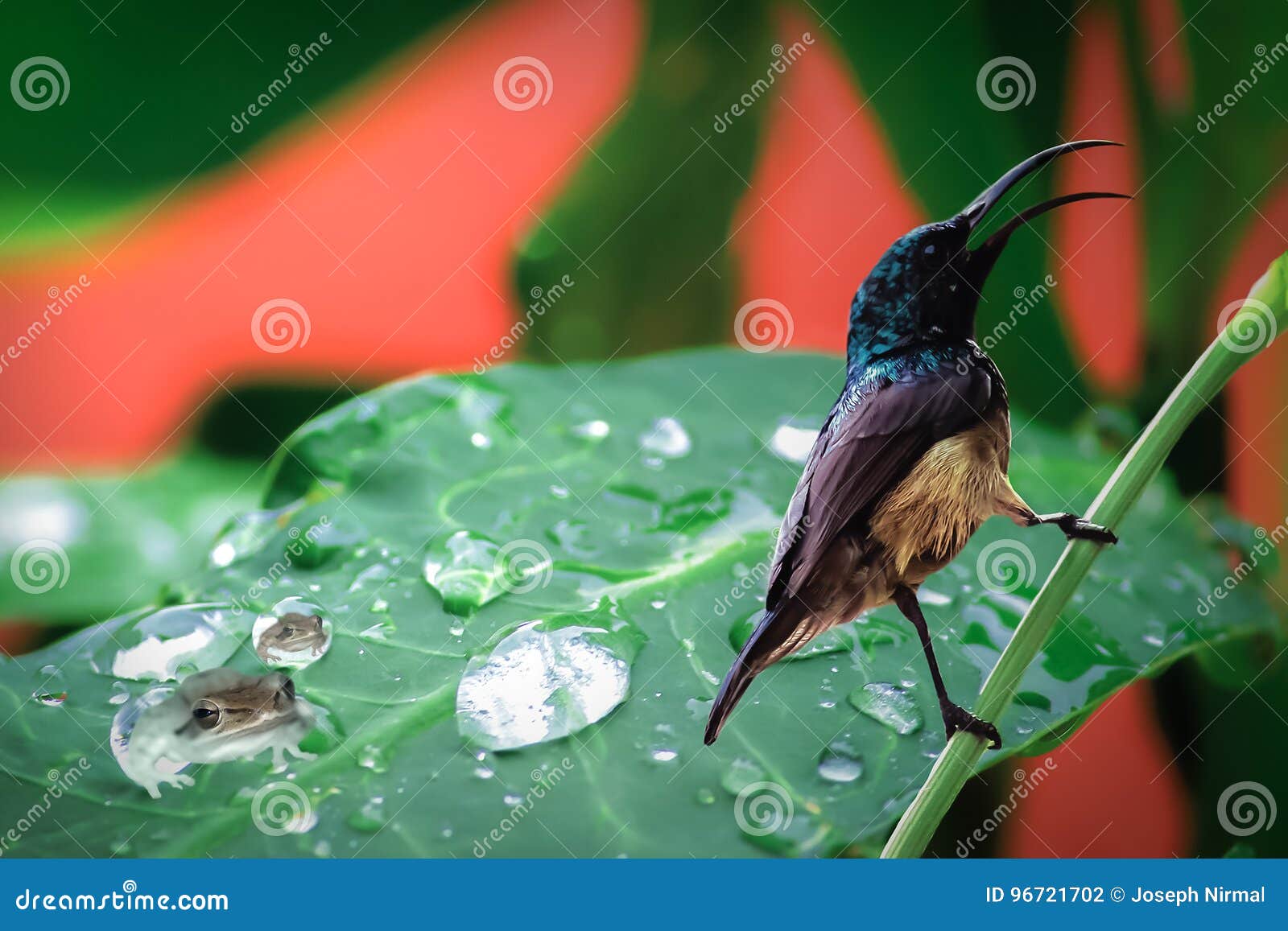 Surprised humming bird stock photo. Image of beauty, droplets - 96721702