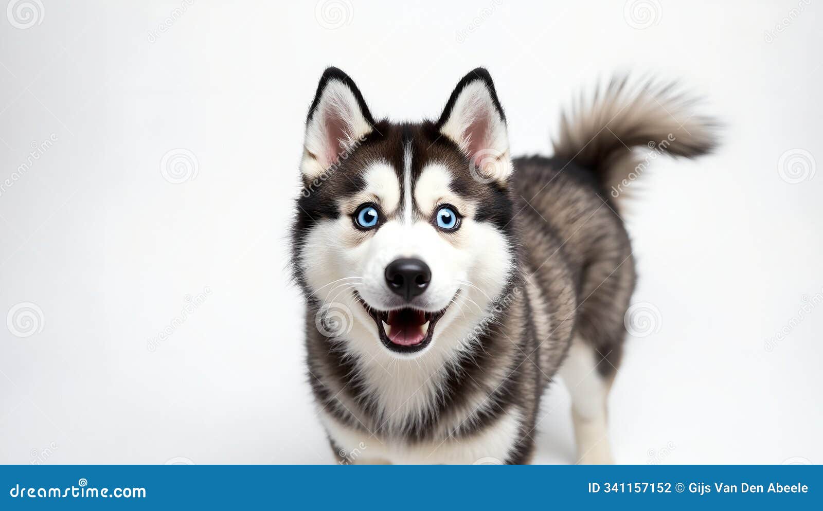 Surprised Husky with Blue Eyes Against White Background Stock ...