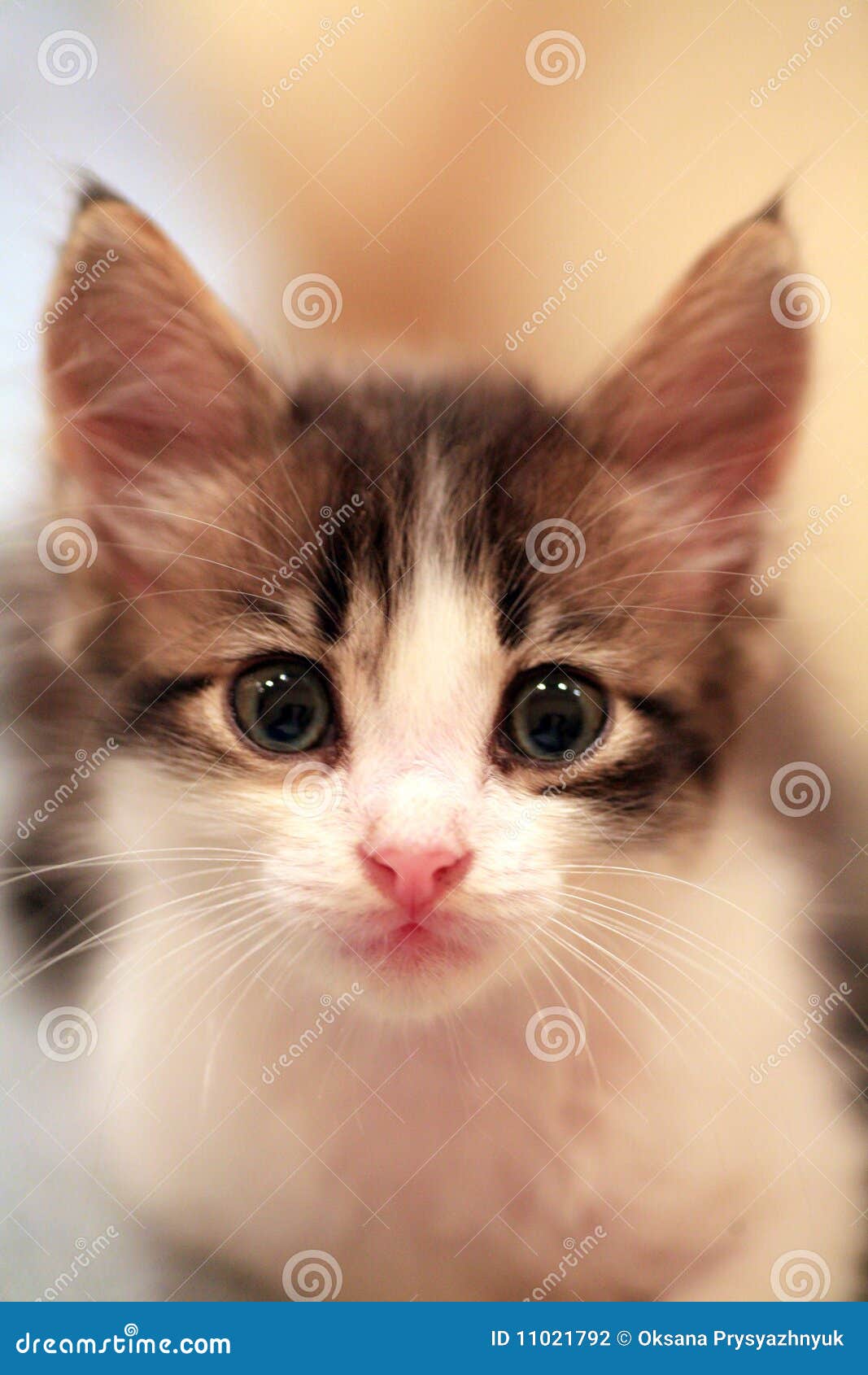 The surprised kitten stock photo. Image of cute, feline - 11021792