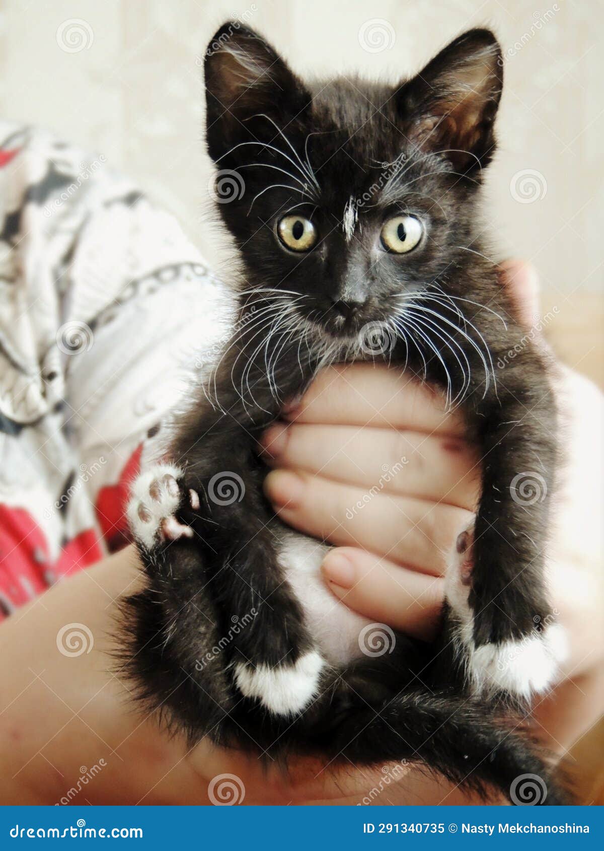 Surprised kitten stock image. Image of nose, black, carnivore - 291340735