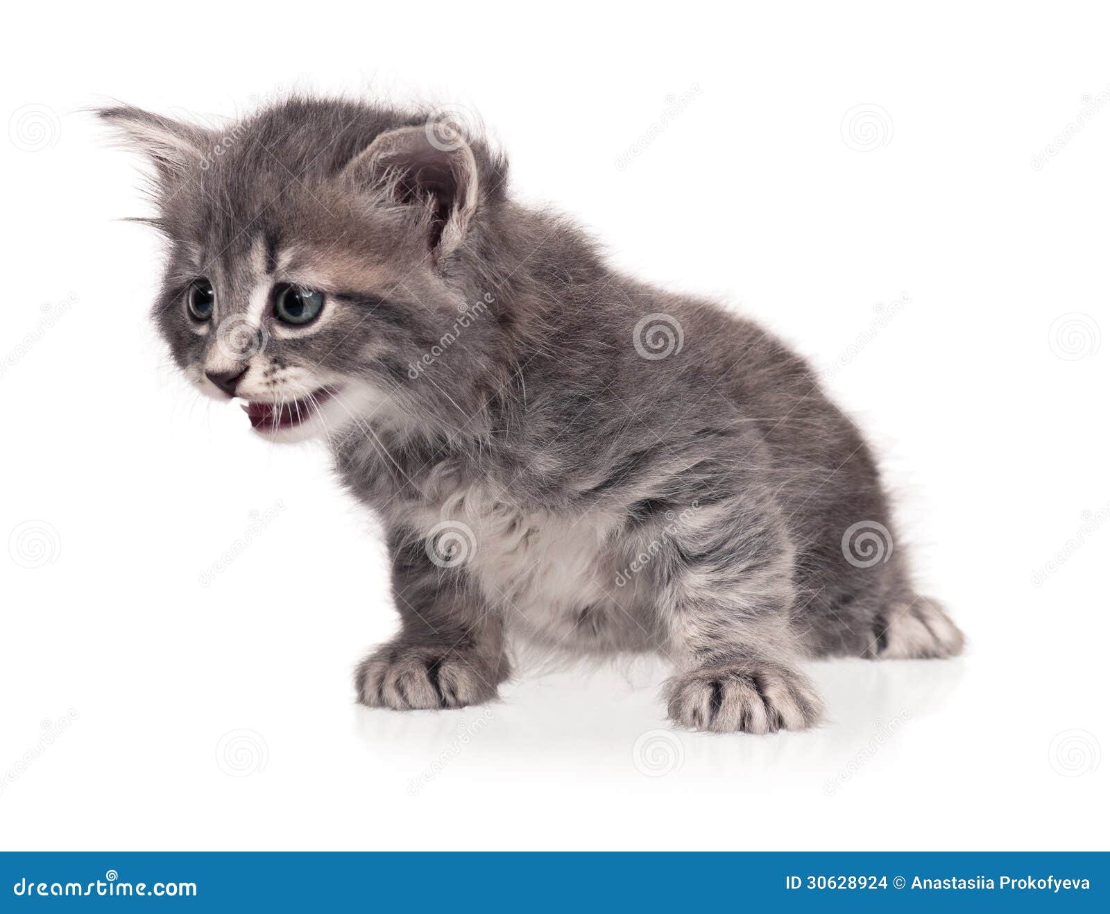 Surprised kitten stock photo. Image of comical, kitty - 30628924