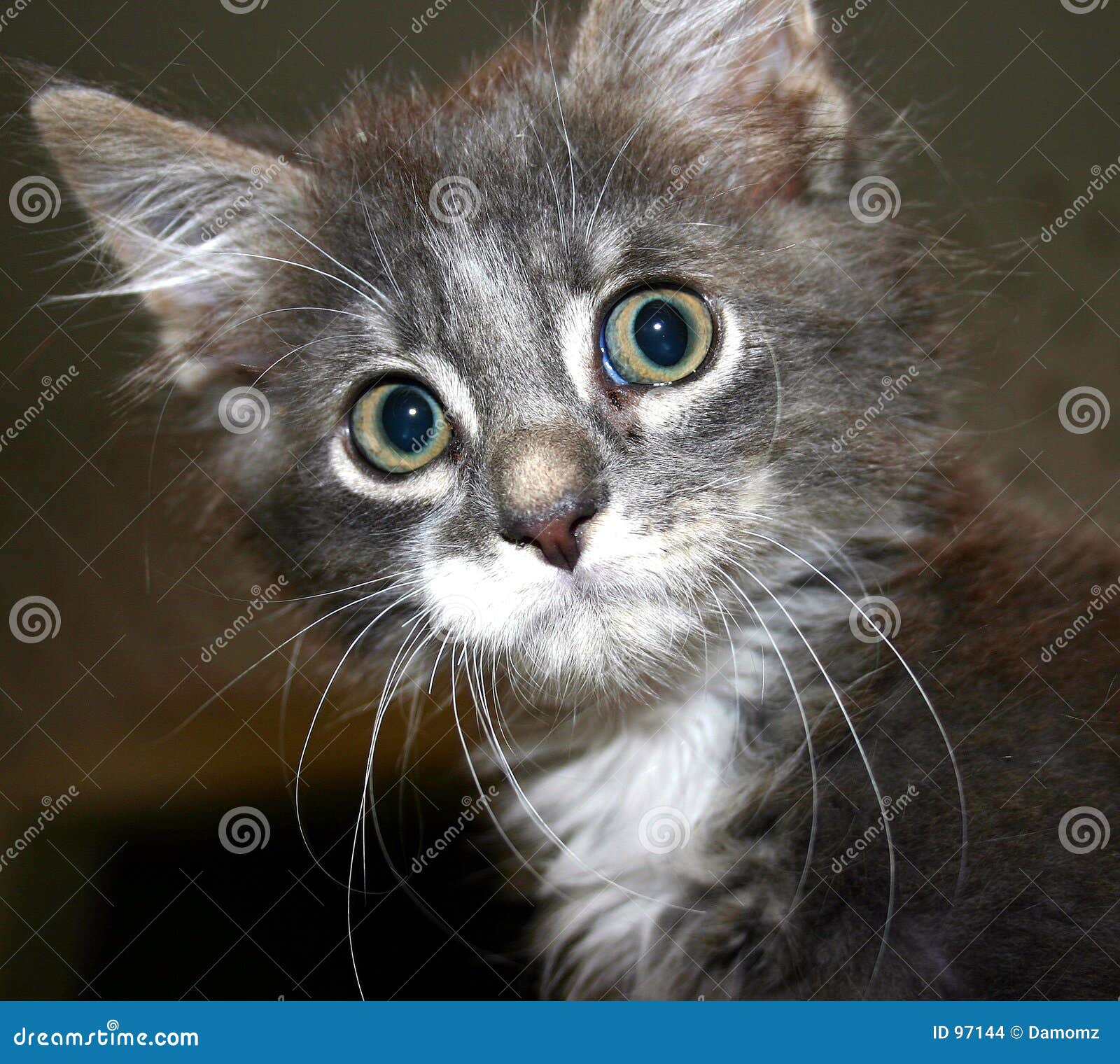 Surprised kitty stock photo. Image of eyes, kitten, gray - 97144