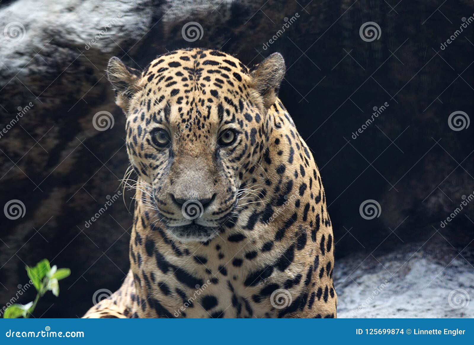 Surprised Leopard Starring at the Camera Stock Photo - Image of jungle ...