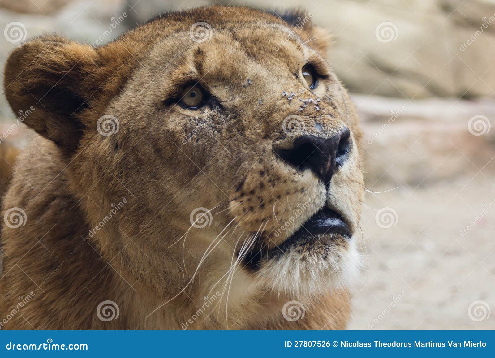 Surprised Lion stock photo. Image of africa, kitty, preditor - 27807526