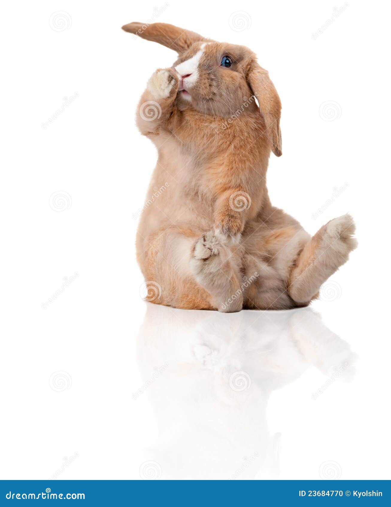 326 Easter Bunny Shocked Stock Photos - Free & Royalty-Free Stock ...