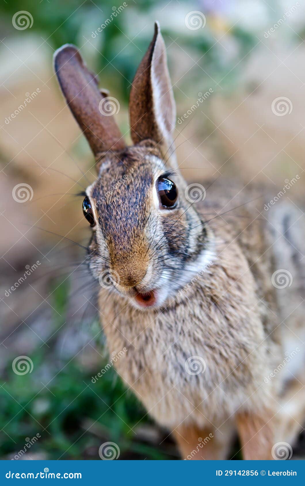 Surprised Looking Cottontail Bunny Rabbit Stock Photo - Image of bunny ...