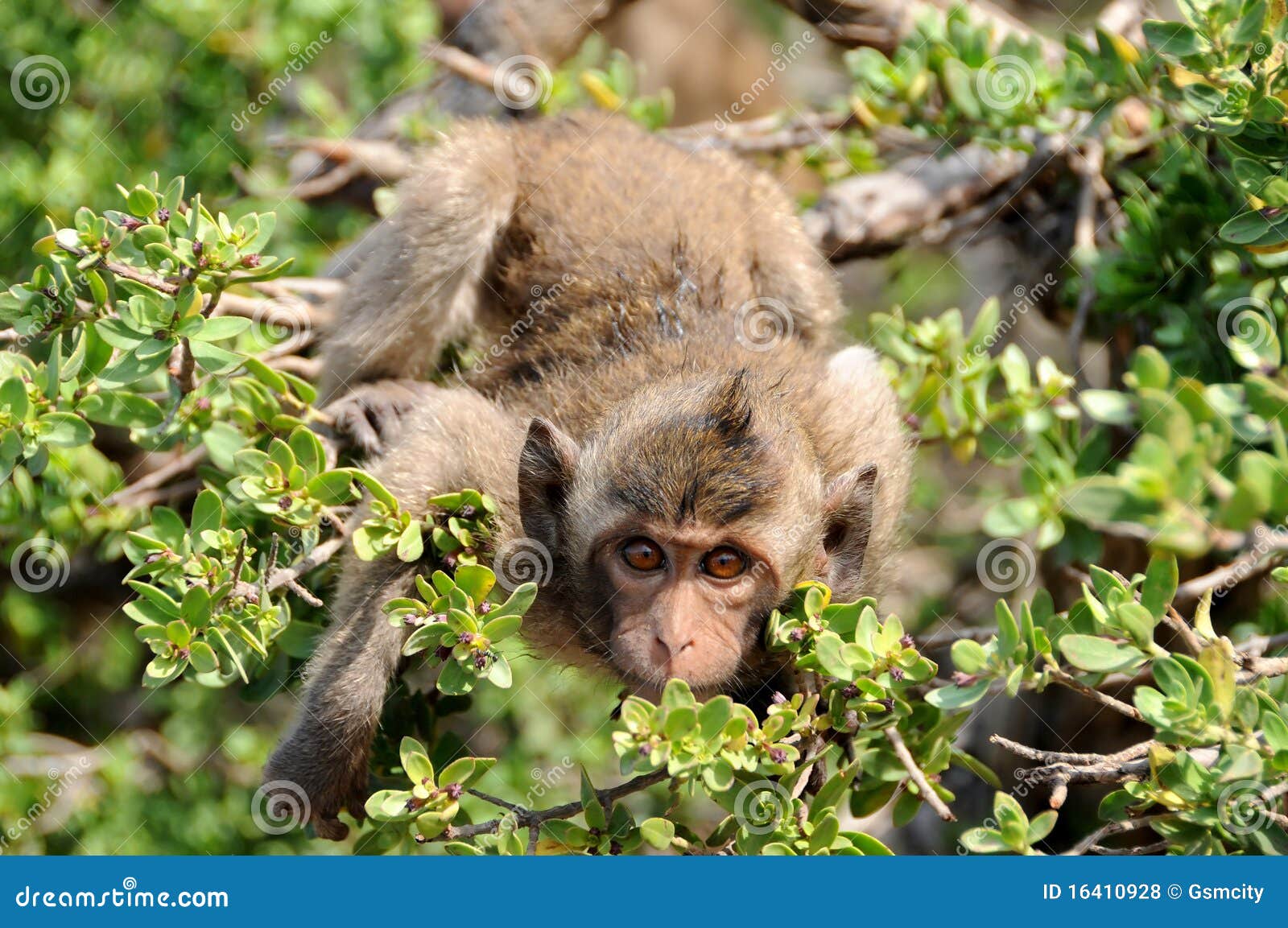 Surprised macaque monkey stock photo. Image of astonishment - 16410928