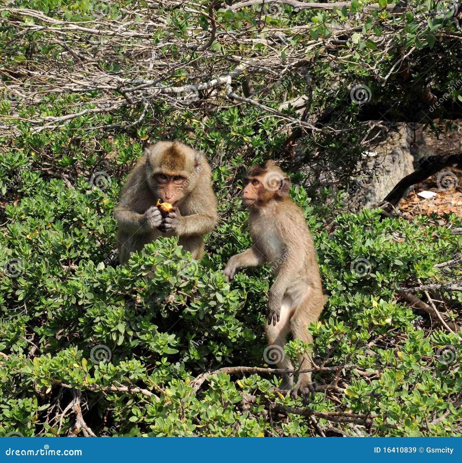 Surprised Macaque Monkey Looking at the Camera Stock Image - Image of ...