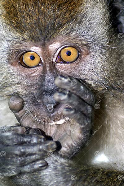 Surprised Monkey Expression Stock Image - Image of afraid, shocked: 3144619
