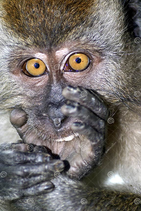 Surprised Monkey Expression Stock Image - Image of afraid, shocked: 3144619
