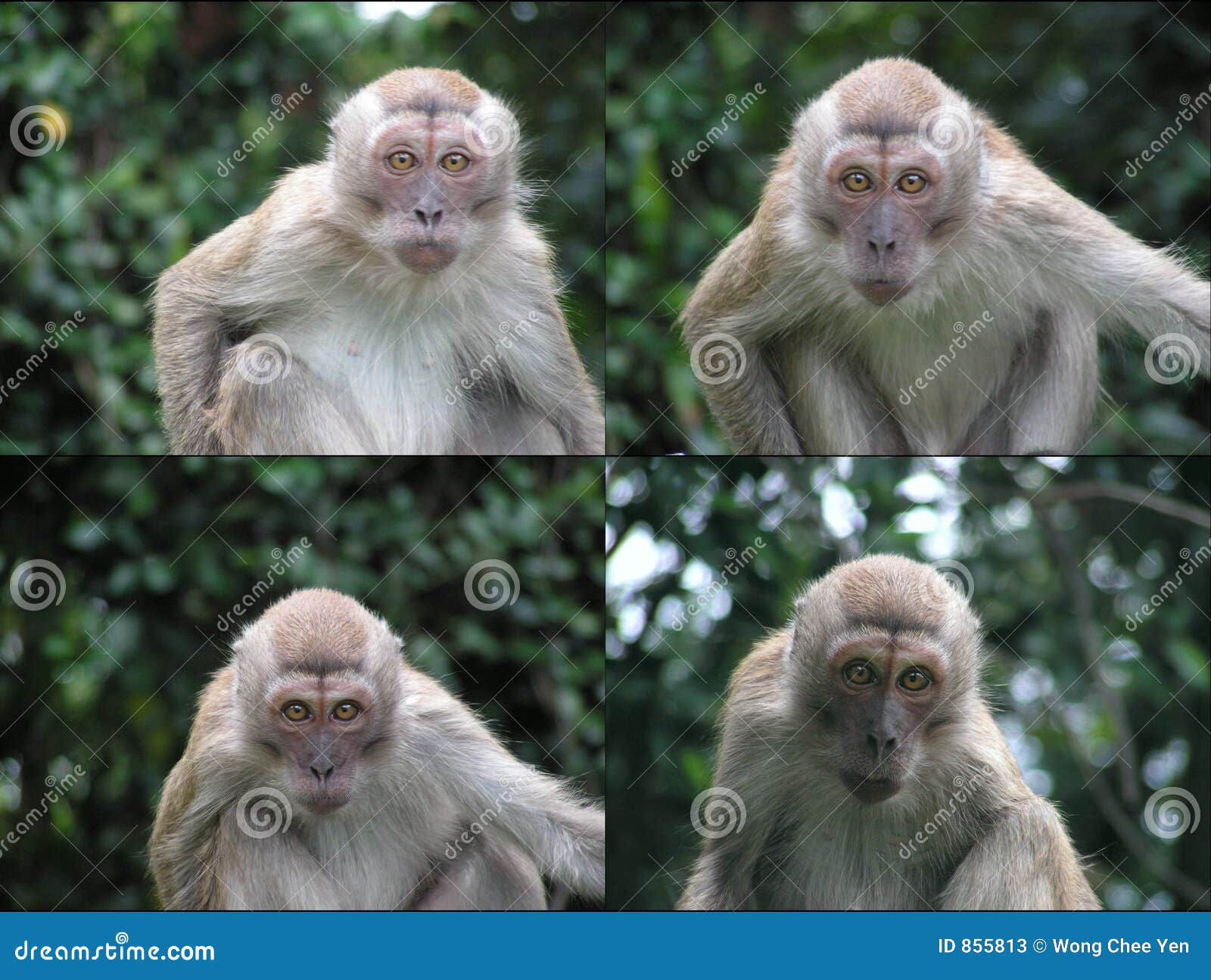 Surprised monkey faces stock image. Image of eyed, surprised - 855813