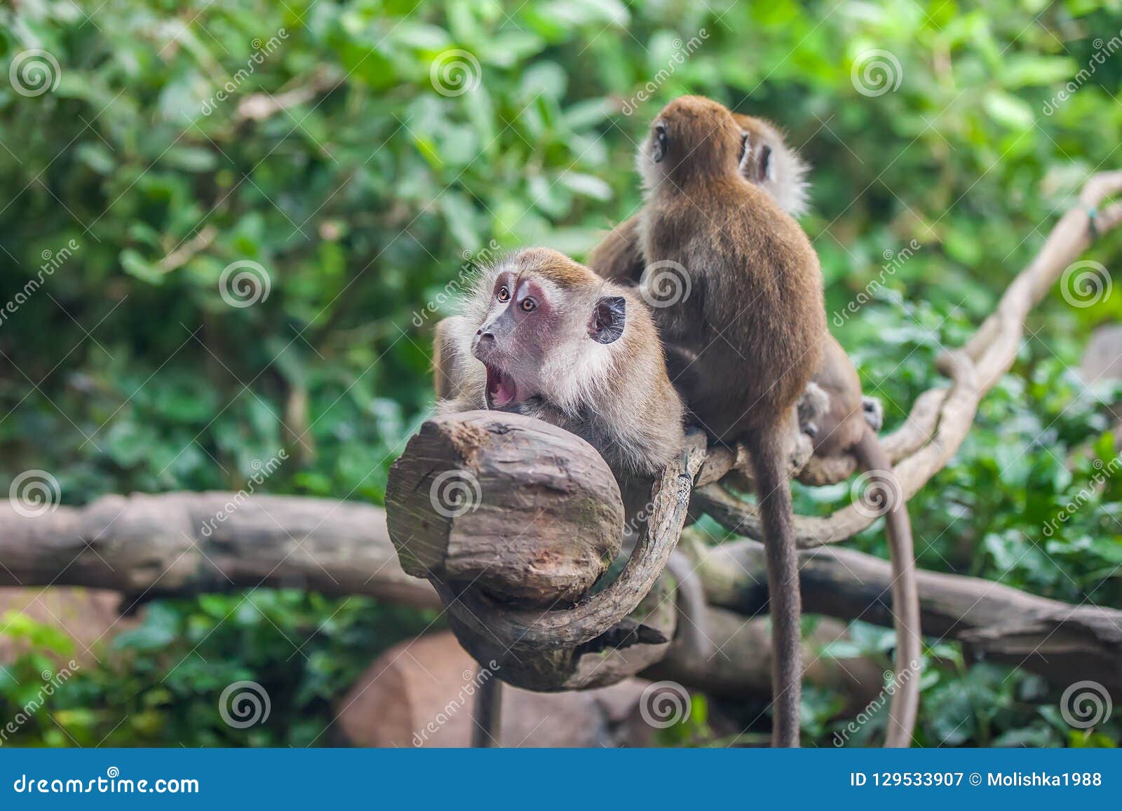 Surprised Monkey with 2 Monkeys Stock Image - Image of asia, eyes ...