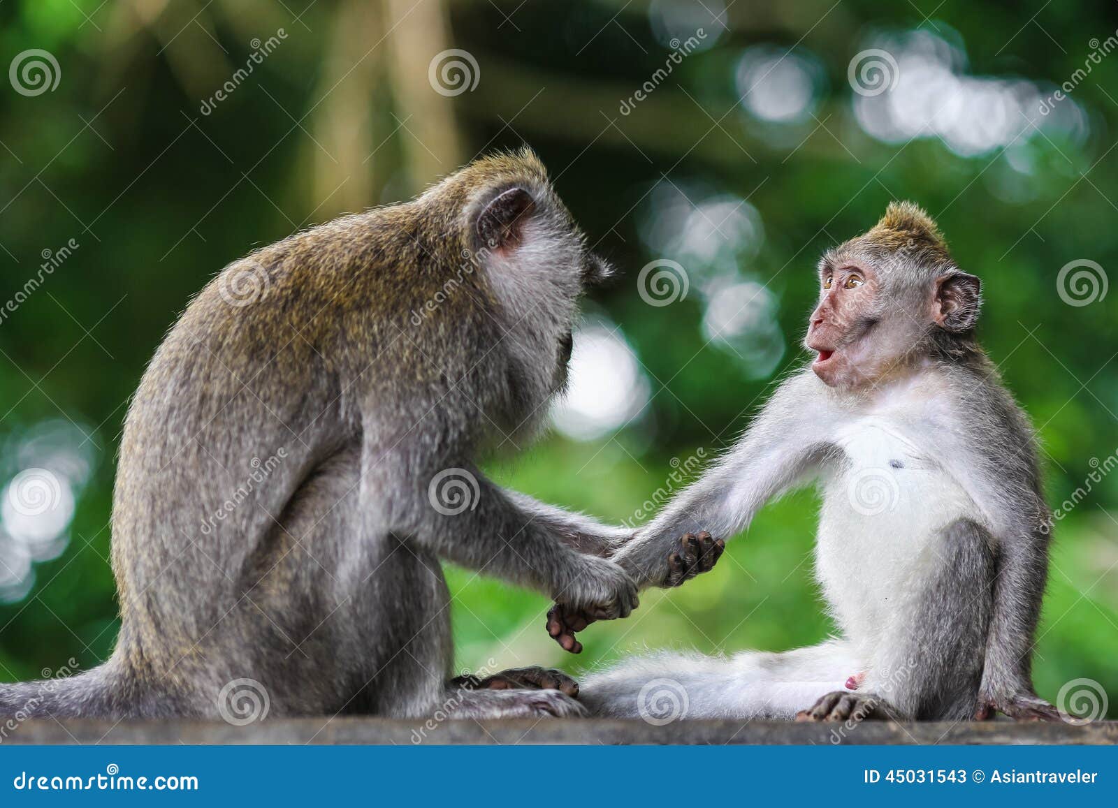 Surprised monkey stock image. Image of funny, green, asia - 45031543