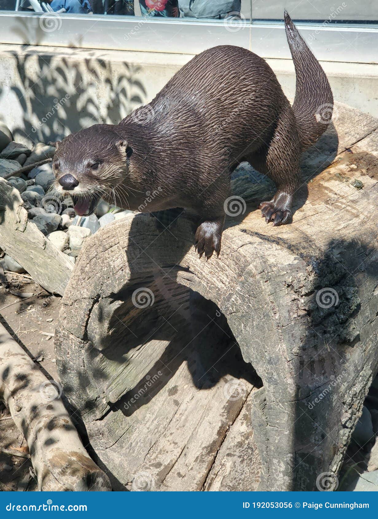 Surprised Otter in the Zoo stock photo. Image of surprised - 192053056