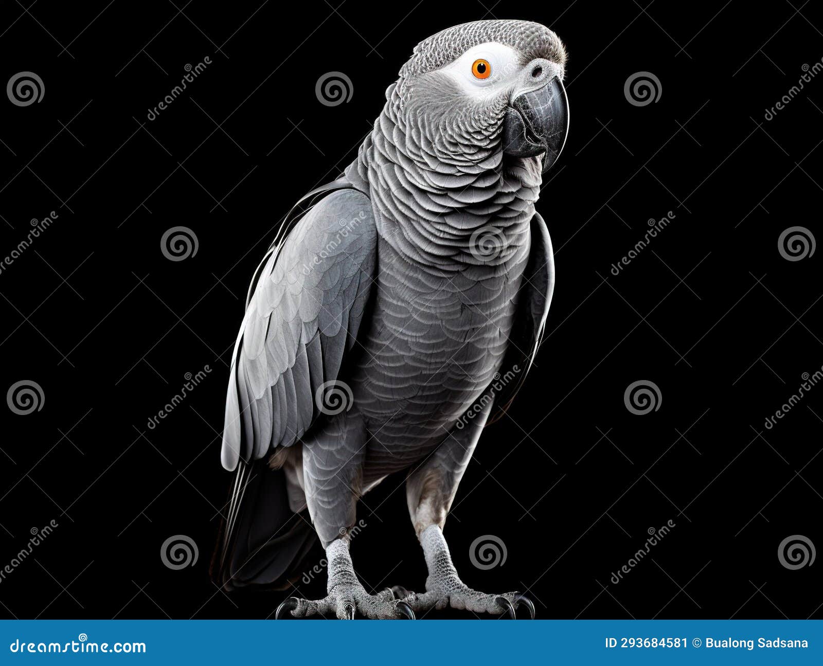 Ai Generated Illustration Wildlife Concept of Surprised Parrot Isolated ...