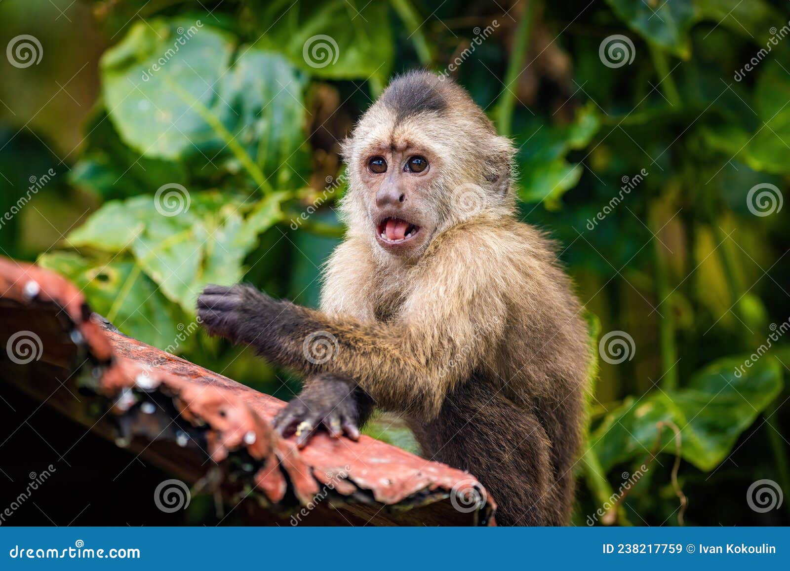 Surprised Portrait of Capuchin Wild Monkey Sitting on Tree Stock Image ...