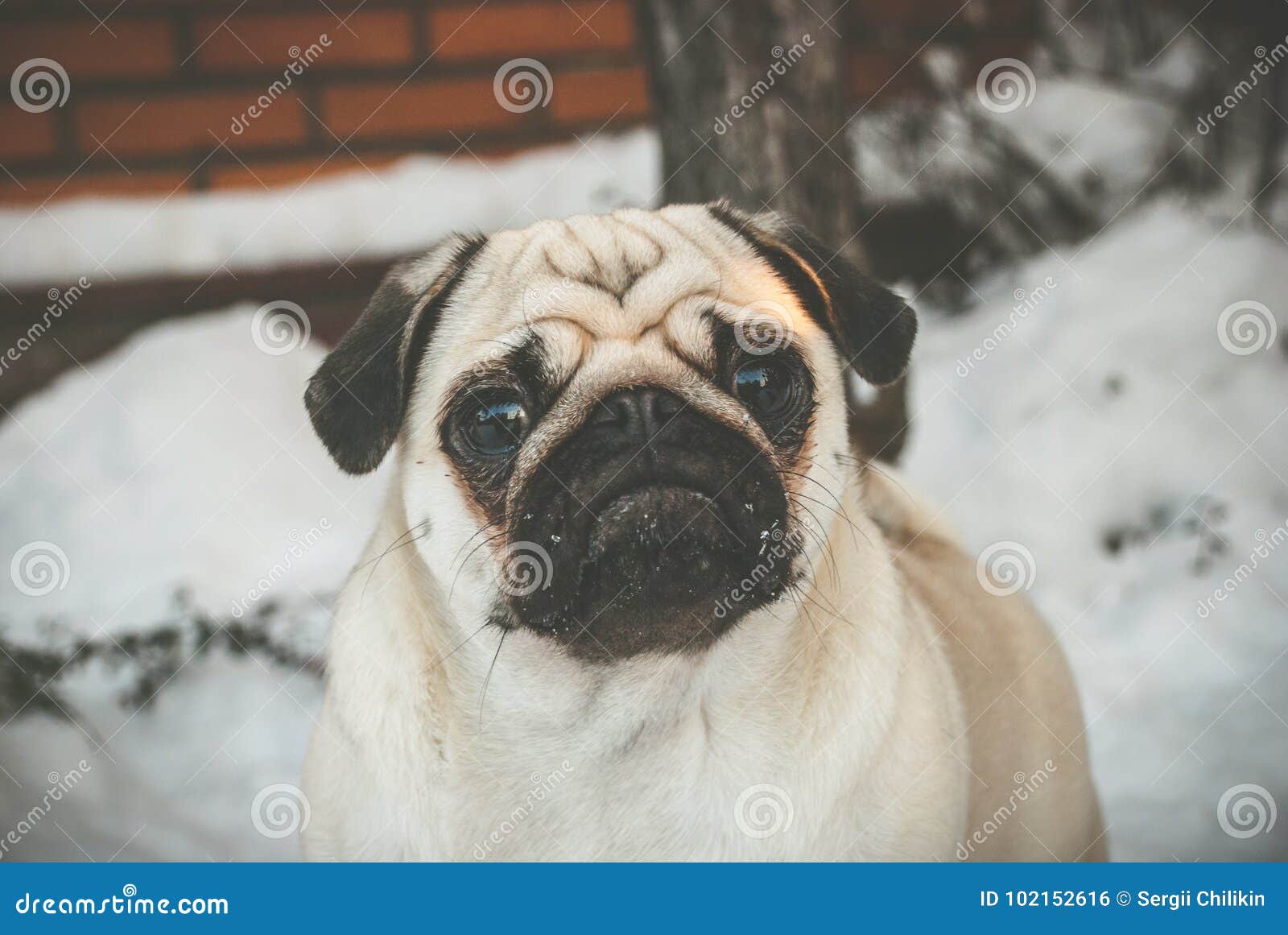 Surprised pug on the snow stock photo. Image of outdoors - 102152616