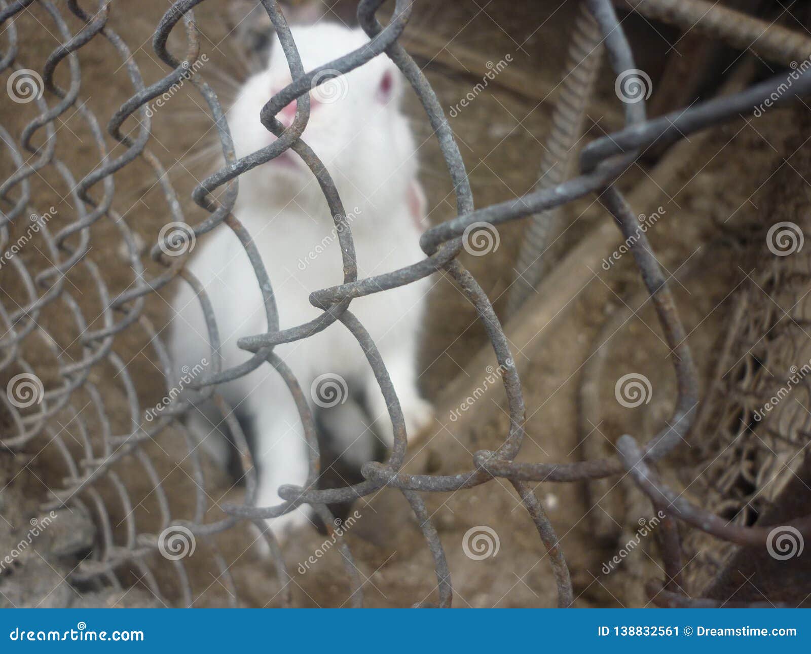 Surprised rabbit in a cage stock image. Image of rabbit - 138832561