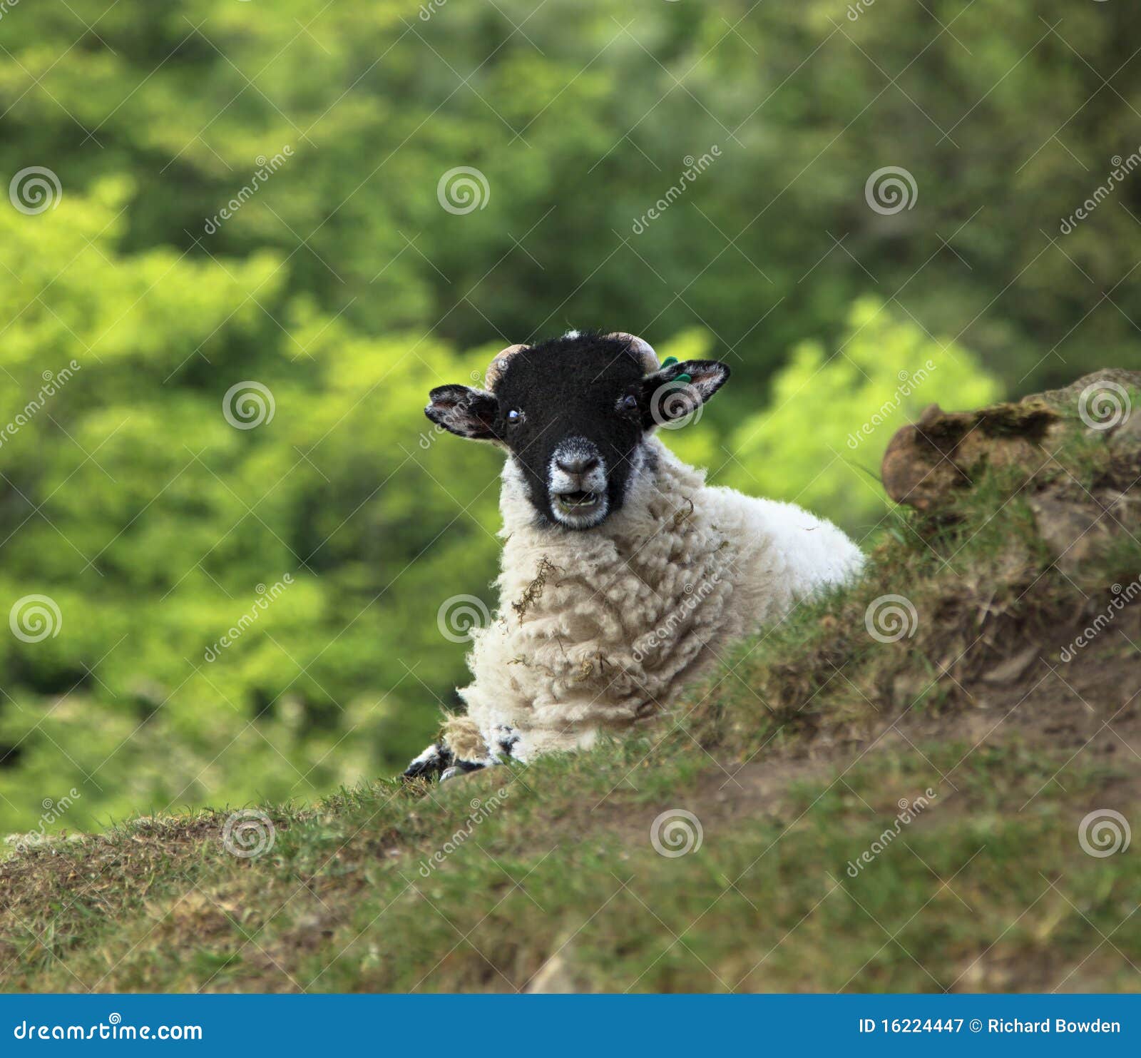 Surprised Sheep stock image. Image of lamb, yorkshire - 16224447
