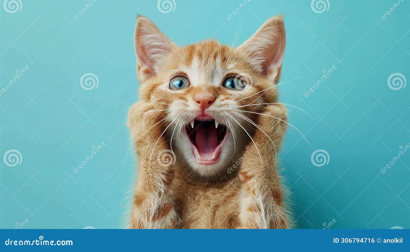 Surprised Shocked Cat Face with Paws on Head on Blue Background with ...