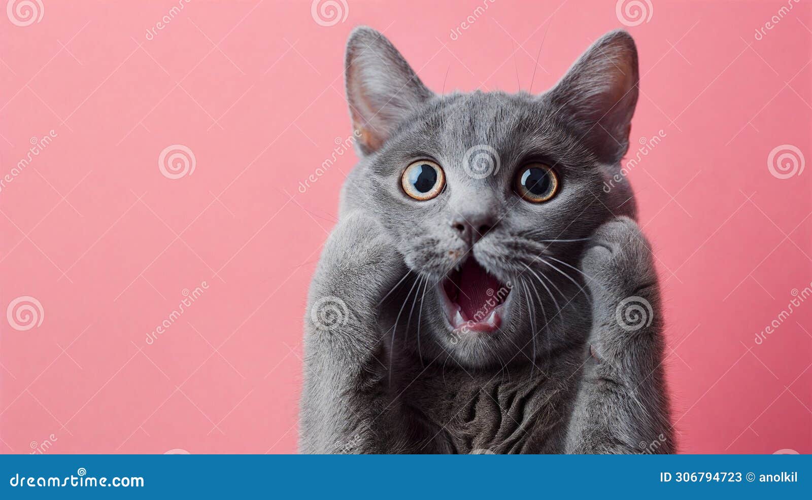Surprised Shocked Cat Face with Paws on Head on Pink Background with ...