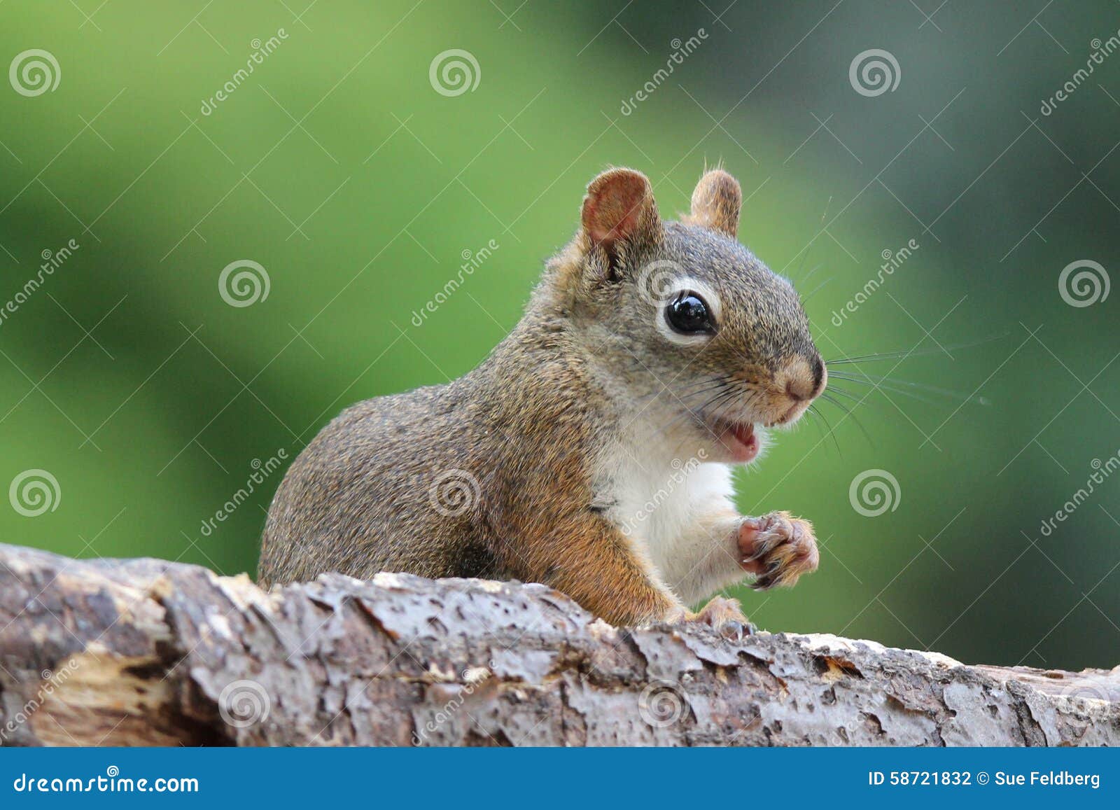 Surprised Squirrel stock photo. Image of animal, rodent - 58721832