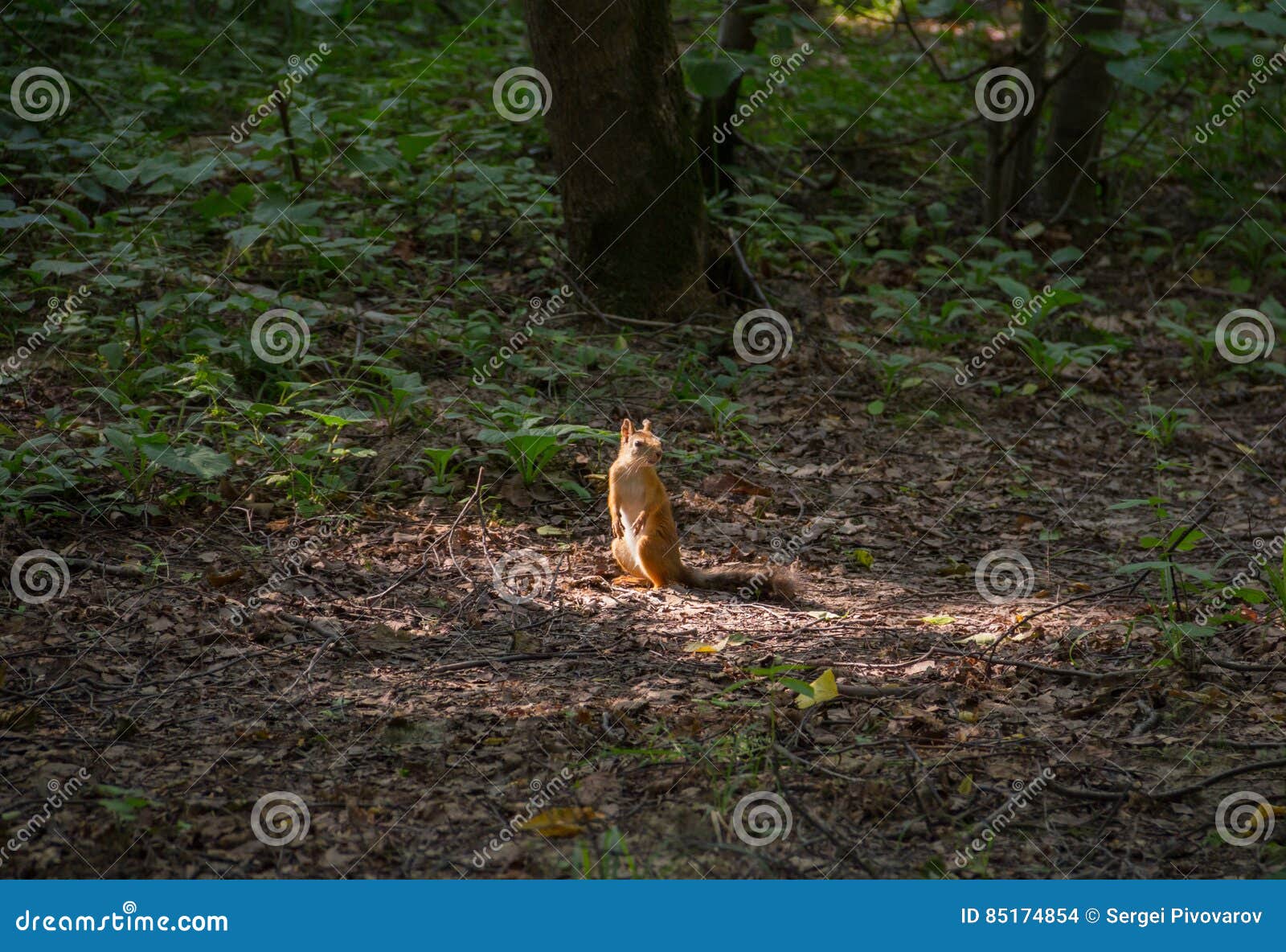 Surprised Squirrel Caught by Surprise Stock Photo - Image of furry ...
