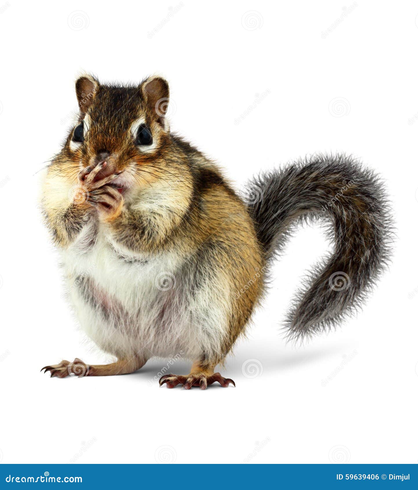 Surprised Squirrel Closes Mouth with Paws, Isolated on White Stock ...