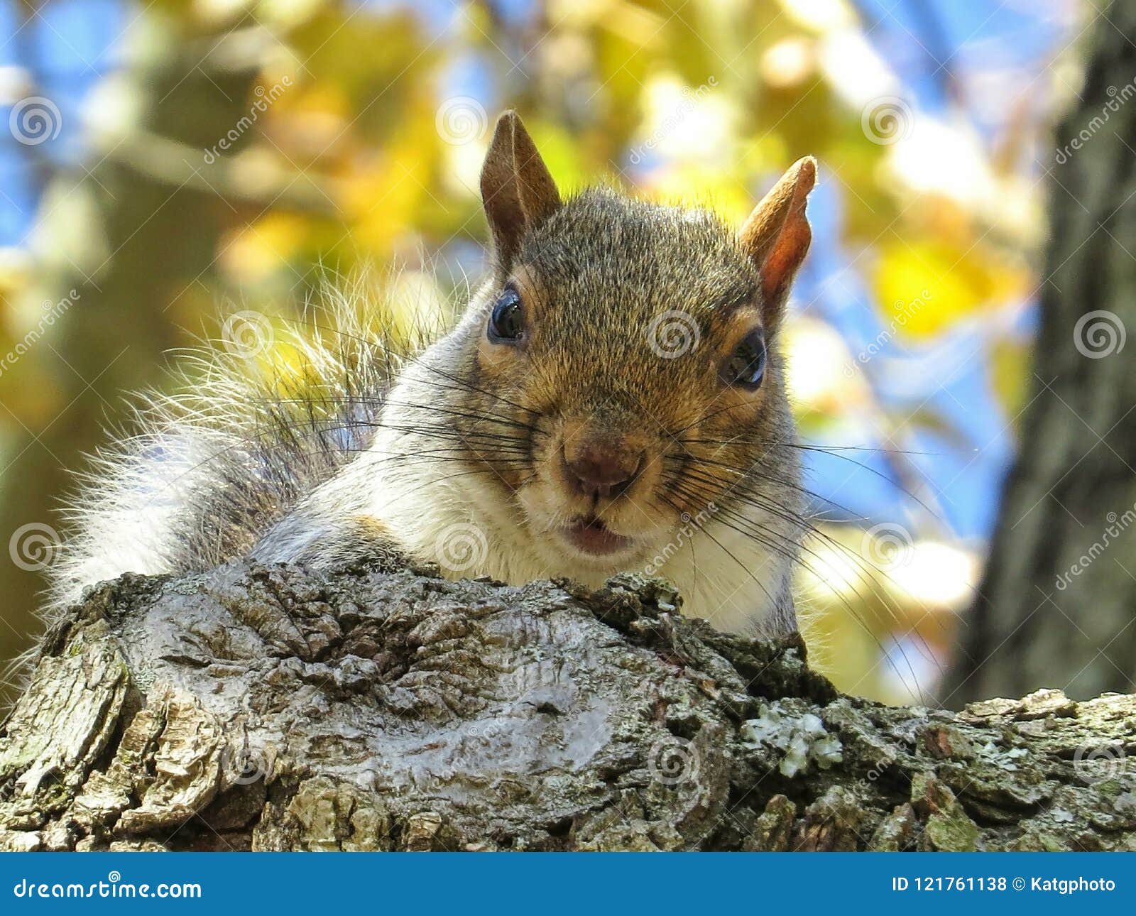 Surprised Squirrel Stock Photos - Royalty Free Pictures