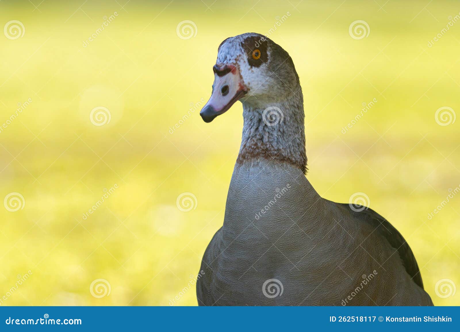 A Surprised Upland Goose Looks into the Camera Stock Image - Image of ...