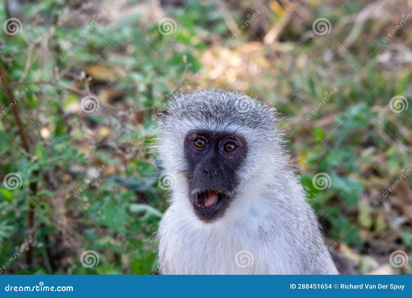 A surprised vervet monkey stock photo. Image of travel - 288451654