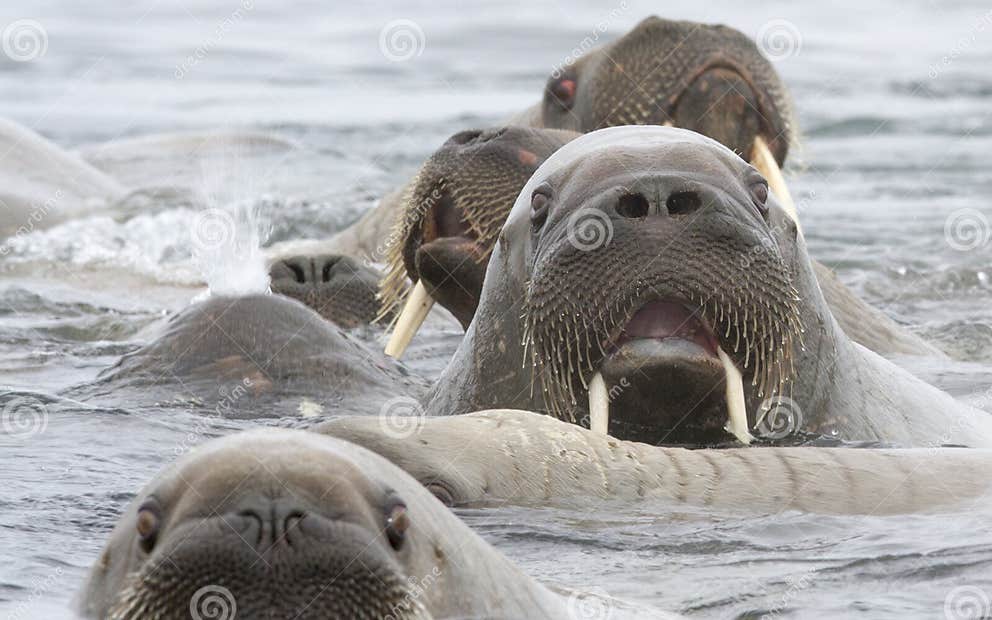 A surprised walrus face stock photo. Image of suprise - 26212234