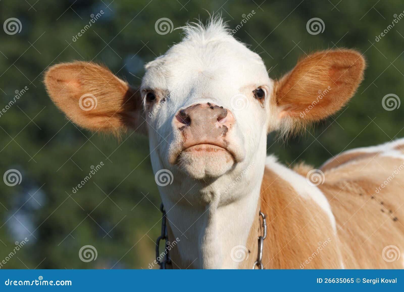 Surprised young cow stock image. Image of grass, humor - 26635065