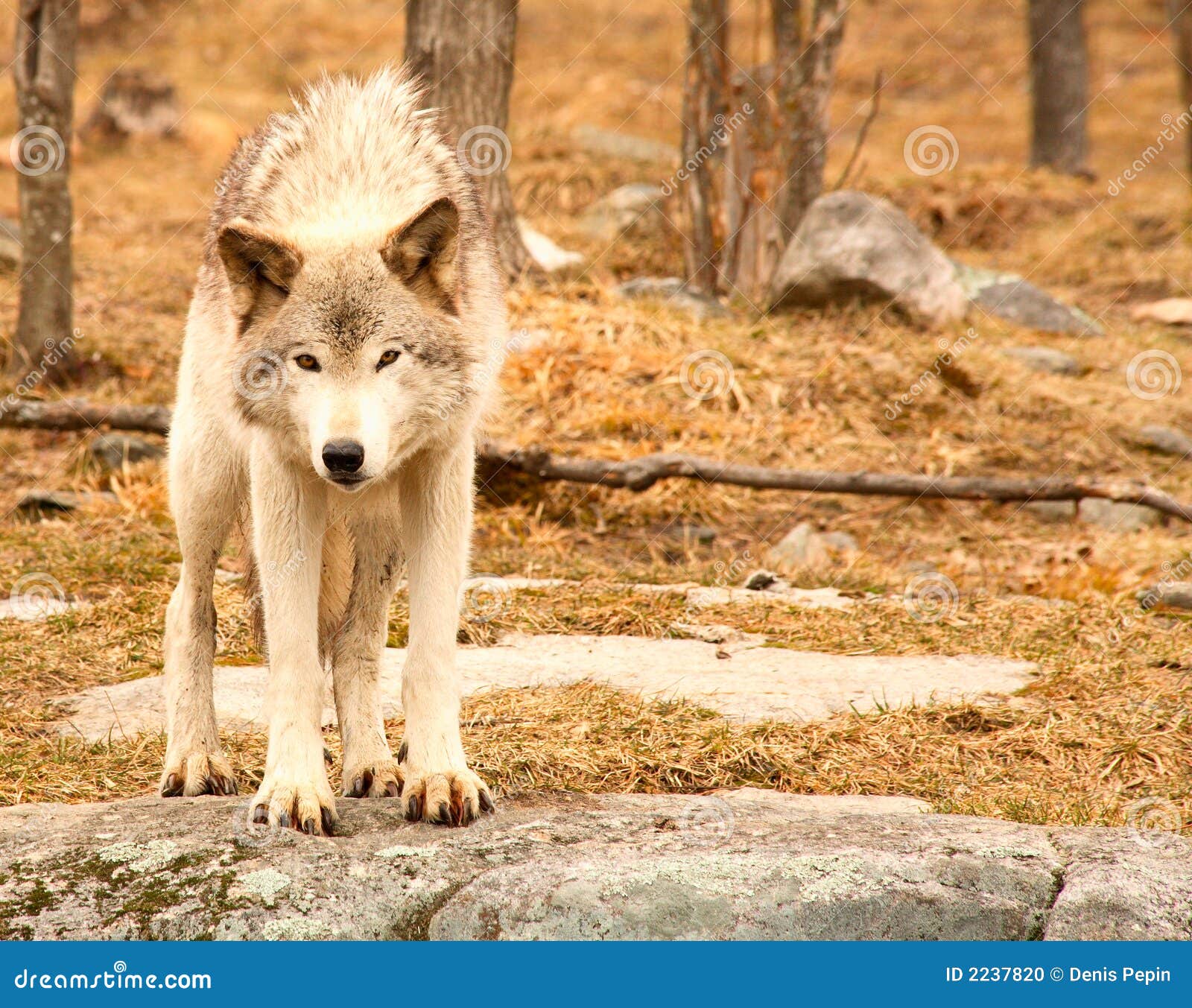 Surprised Young Wolf stock photo. Image of looking, observant - 2237820