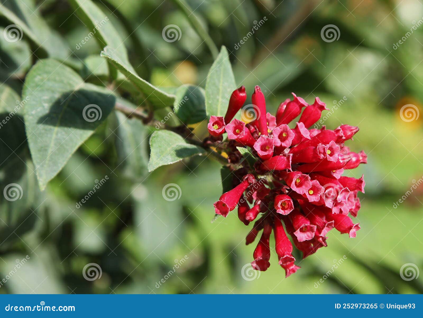 Red Flower of Cestrum Elegans Stock Image - Image of elegans, flowering ...