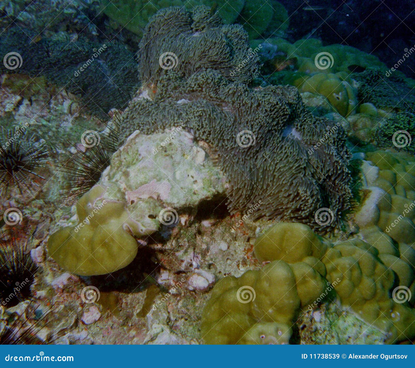 The Surprising World of Corals of Andaman Sea 20 Stock Image - Image of ...