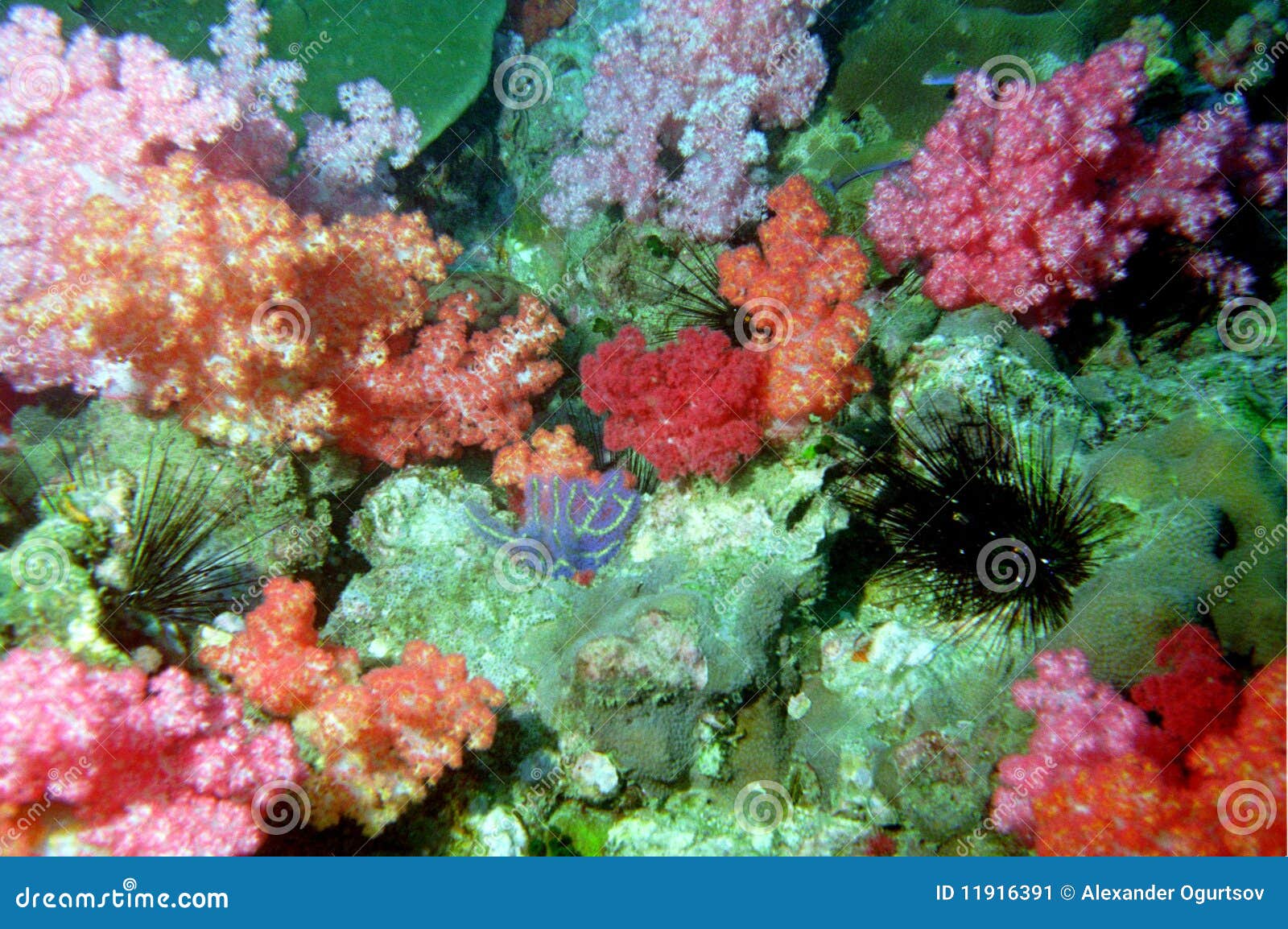 The Surprising World of Corals of Andaman Sea 21 Stock Image - Image of ...