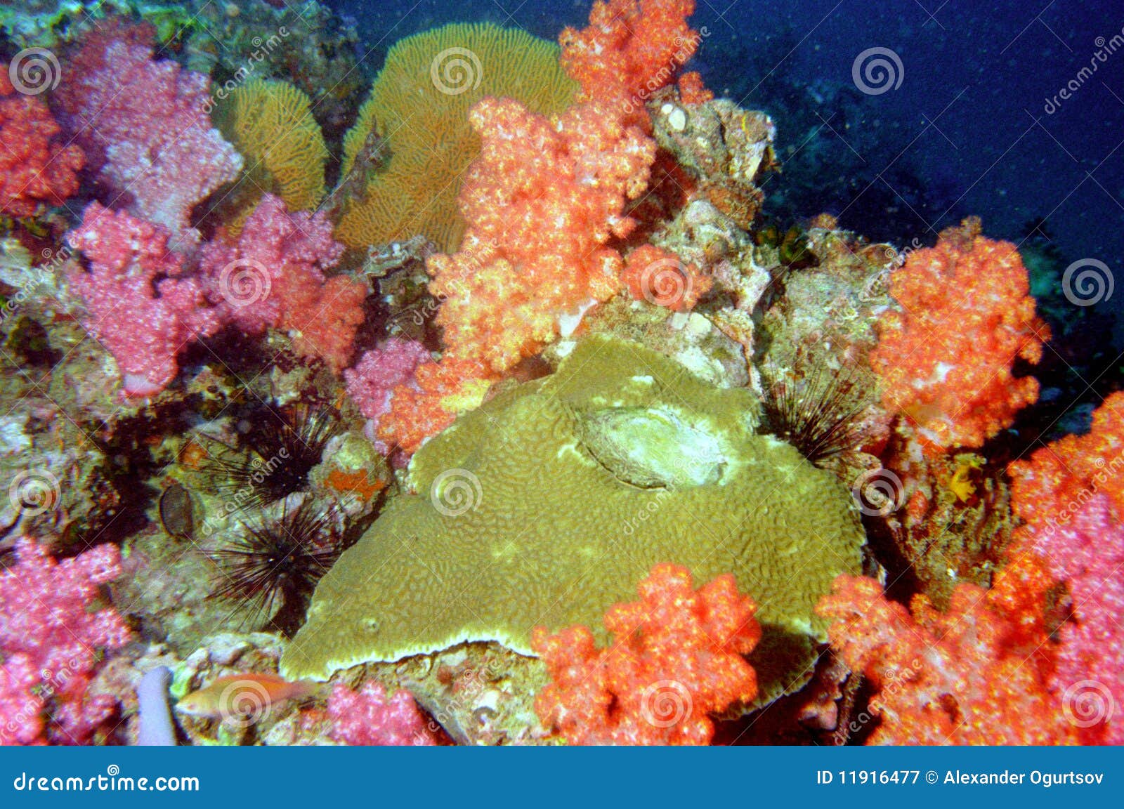 The Surprising World of Corals of Andaman Sea 21 Stock Image - Image of ...